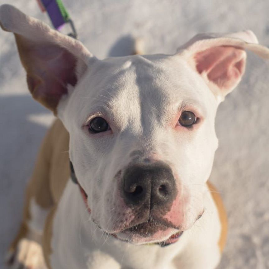 Стаффордширский терьер в добрые руки