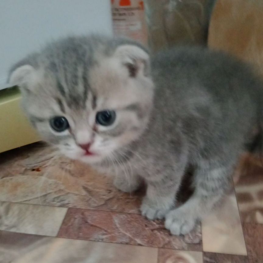 Шотландская вислоухая