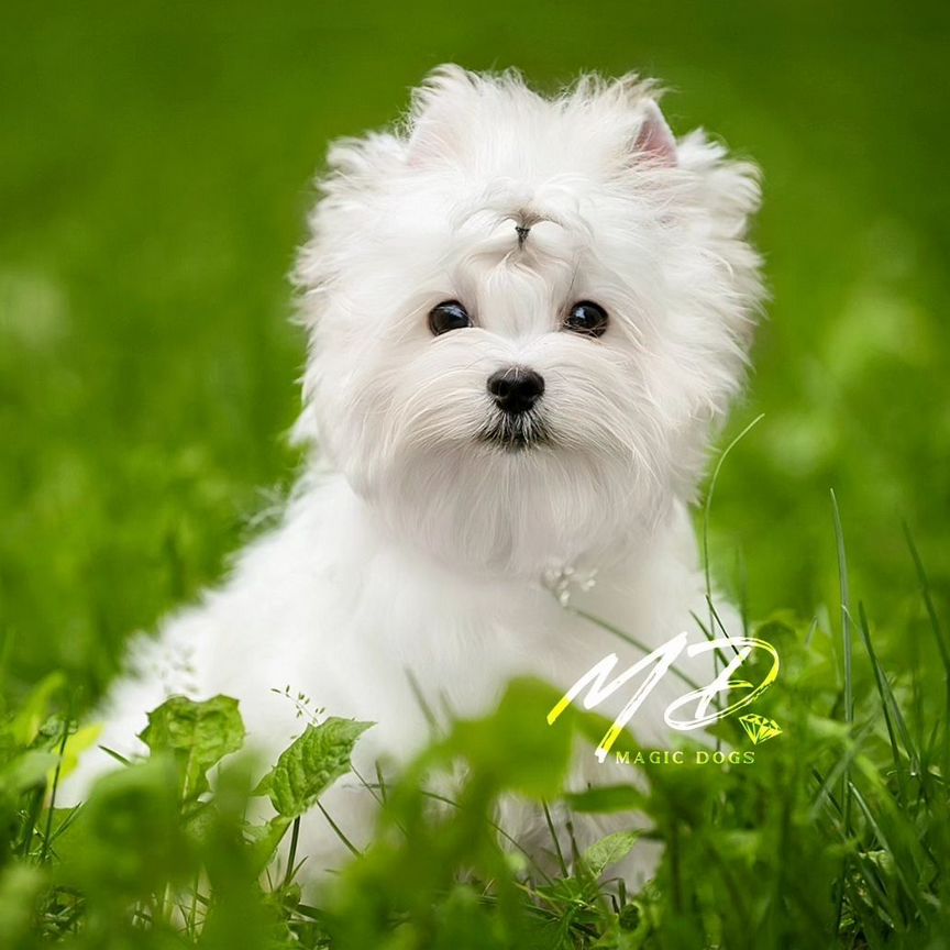 Белый Йорк Мальчик