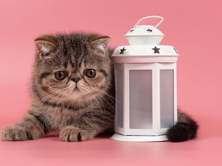 Котик Экзотик