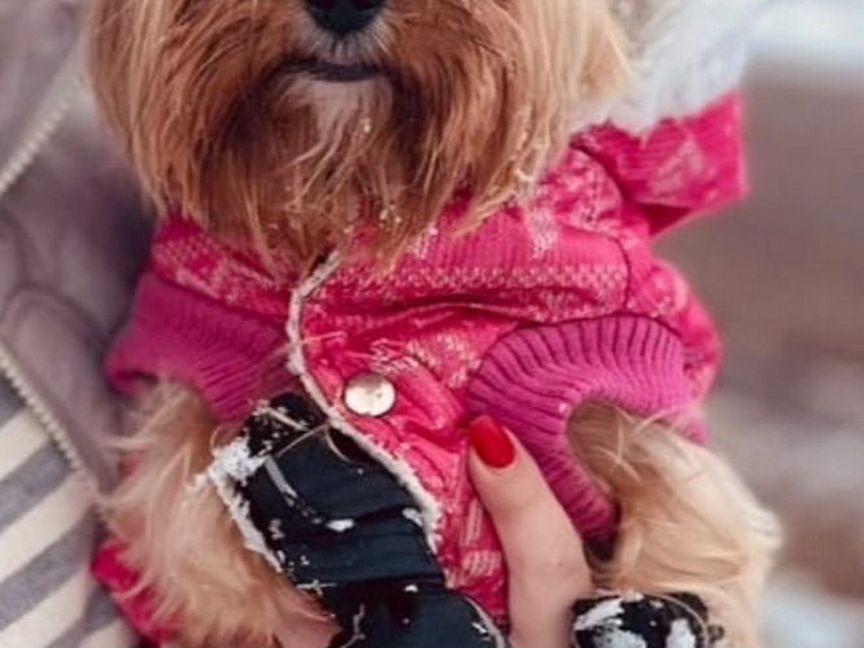 Йоркширский терьер пропала