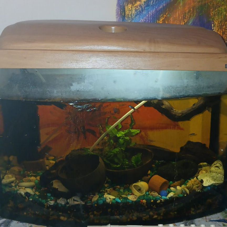 Аквариум бу с рыбками