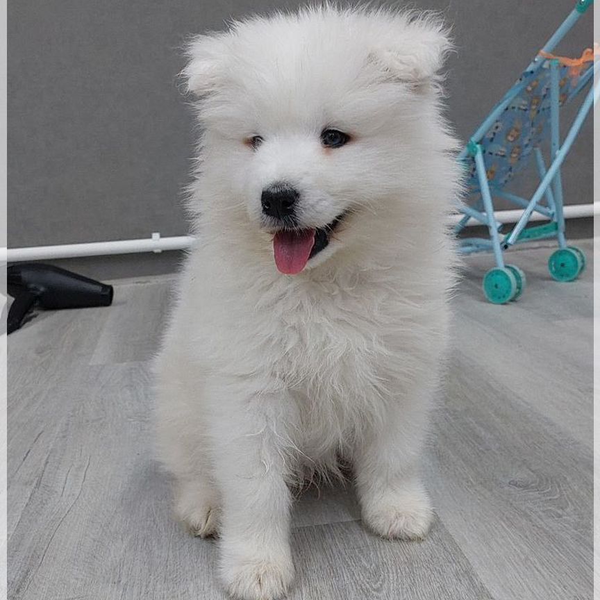 Самоедская собака, щенок