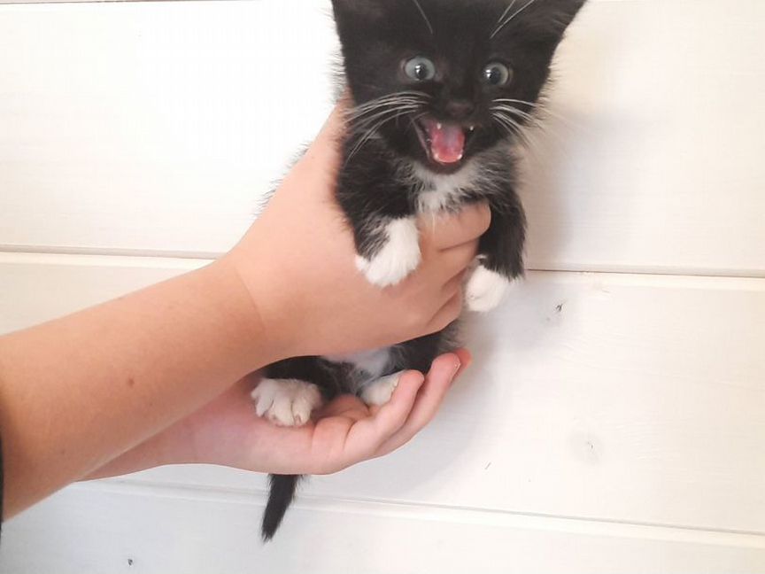 SOS бесплатно котёнок черно-белый мальчик два