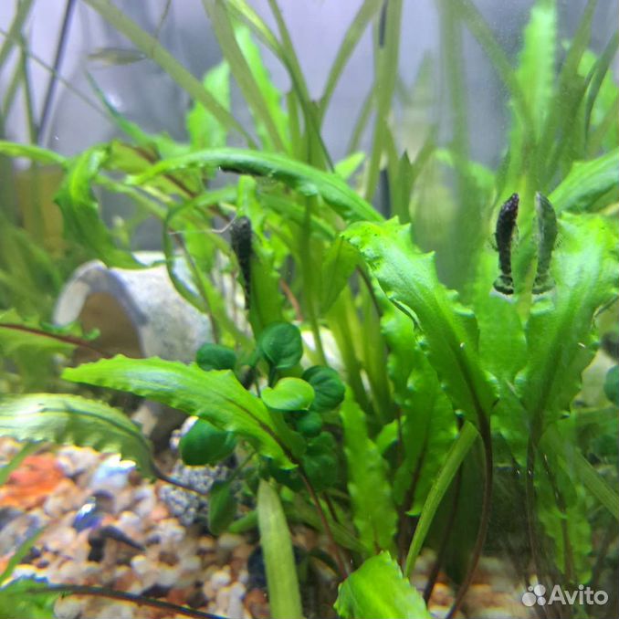 Аквариумные рыбки сомики