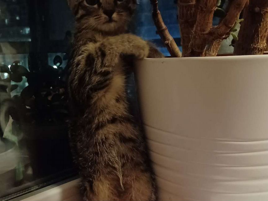 Котёнок спасен от утопления
