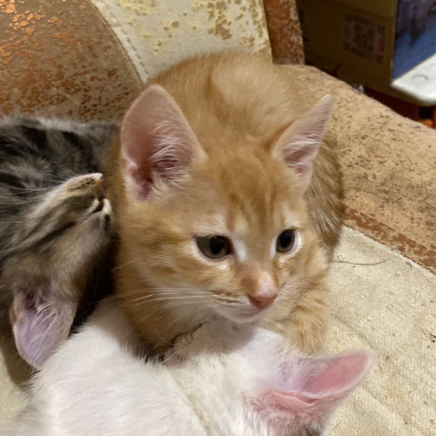 Милая рыжая принцесса