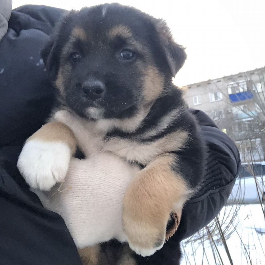 Щенок в добрые руки