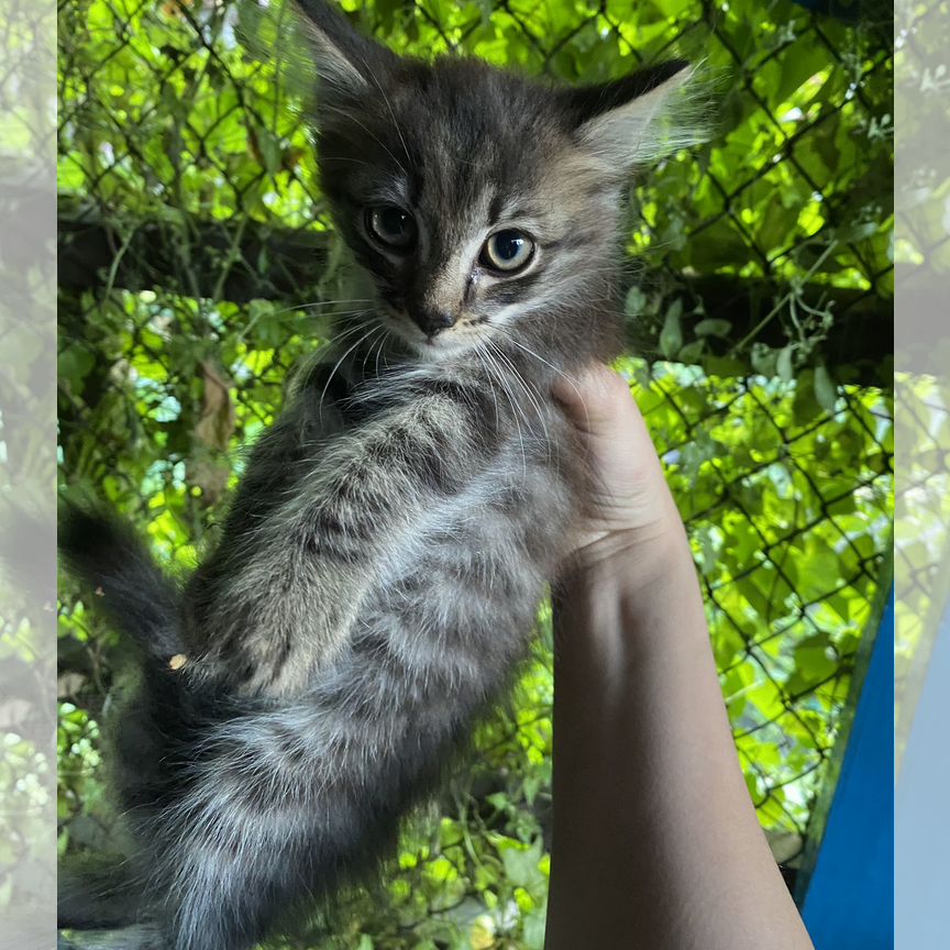 Котята