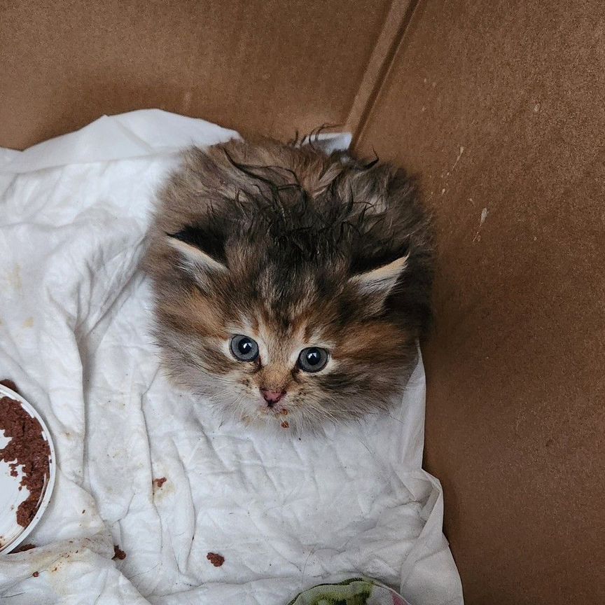 Котята в добрые руки бесплатно