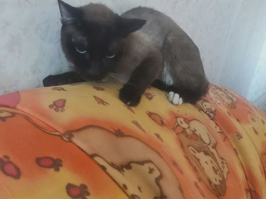 Тайский котенок голодует в пустой квартире