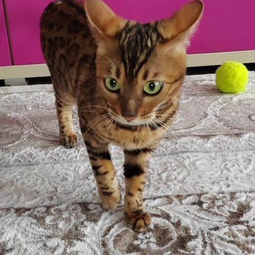 Бенгальская, взрослая кошка