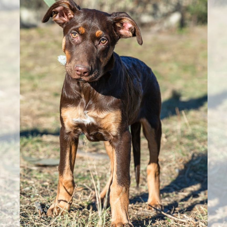 Взрослая собака в добрые руки