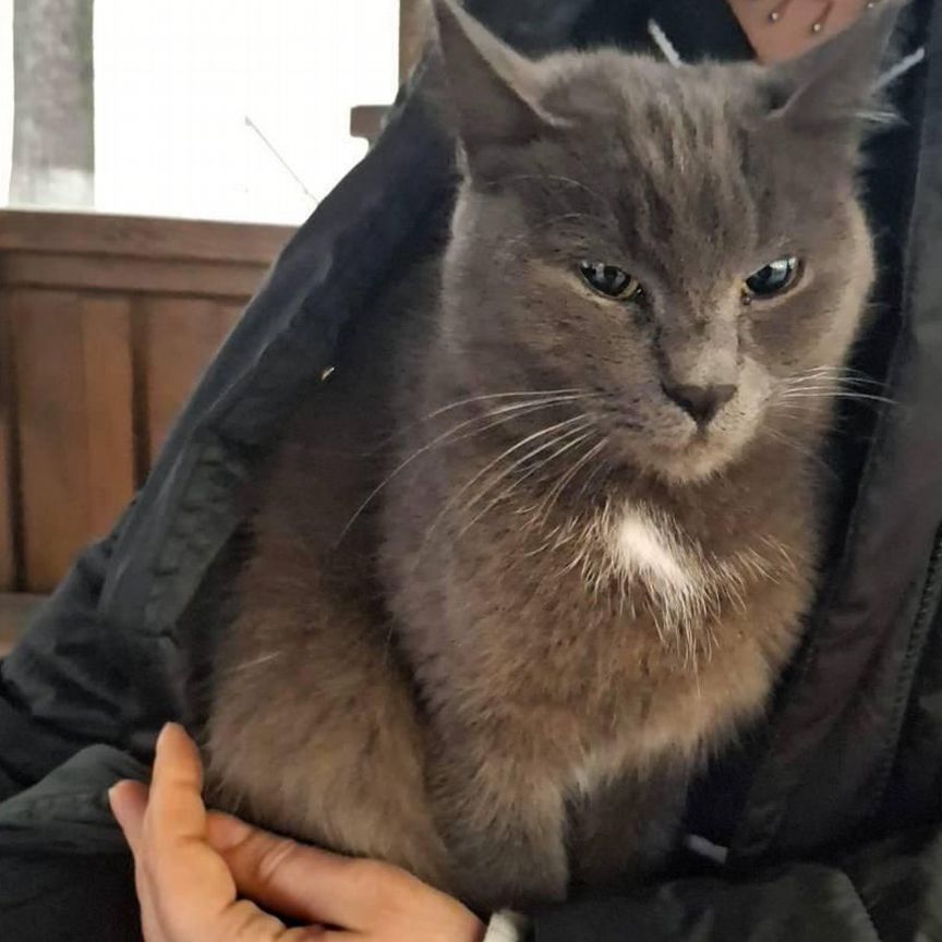 Взрослая кошка в добрые руки