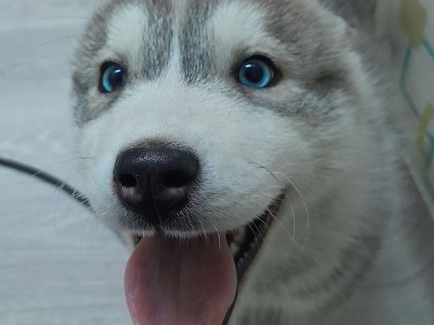 Щенки сибирской хаски