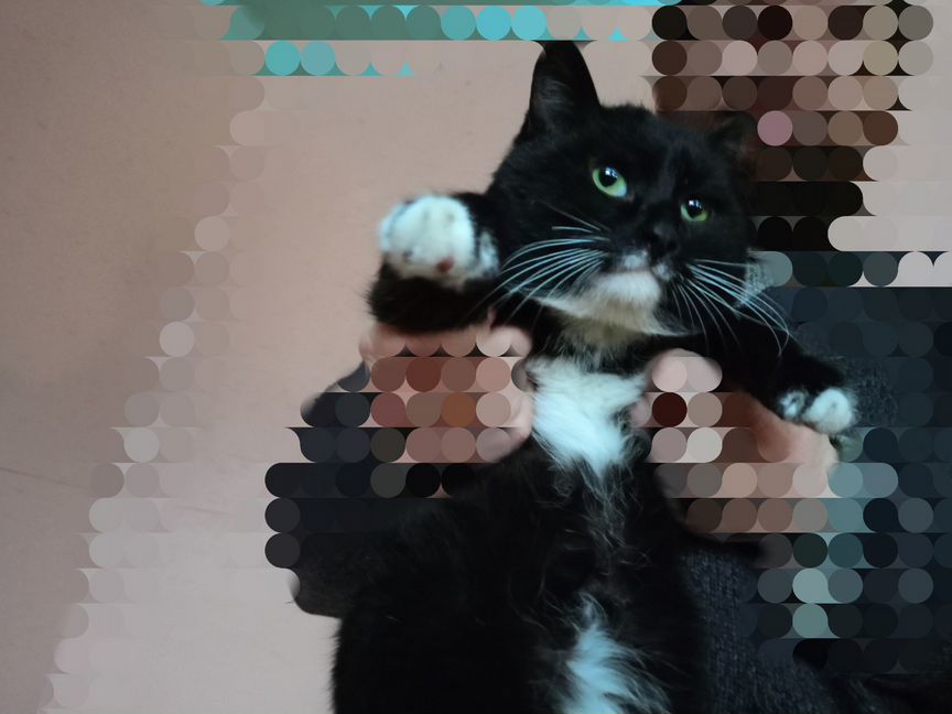 Молодой котик