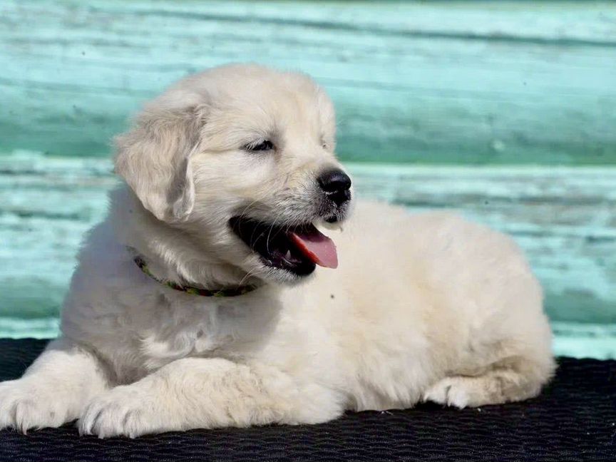 Щенки голден ретривера