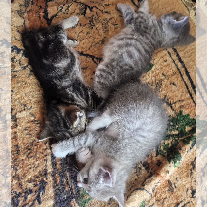 Котята в добрые руки бесплатно