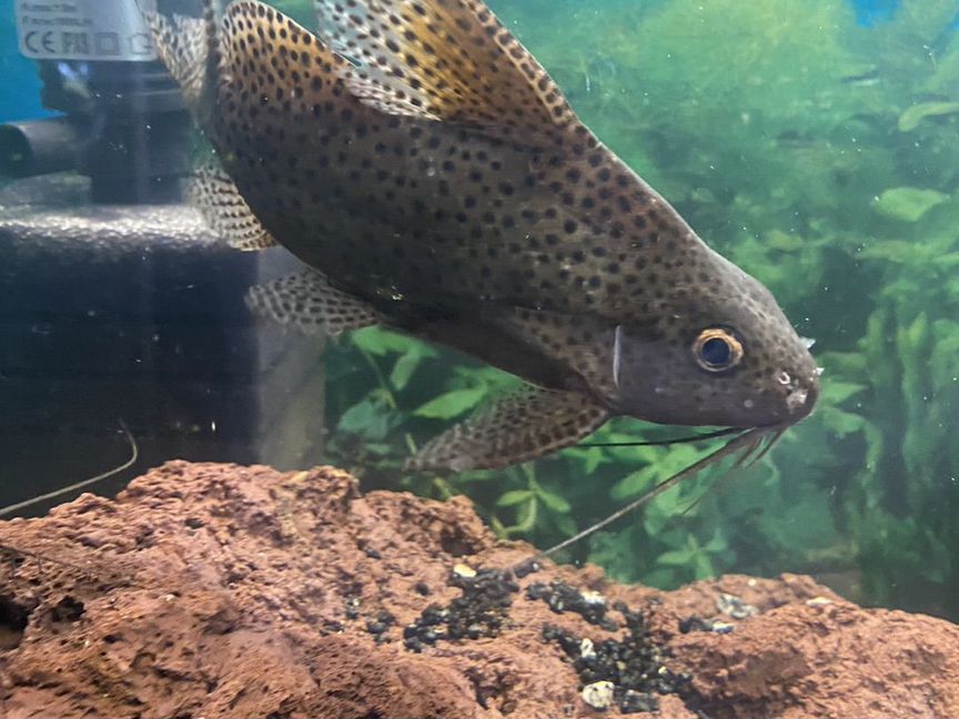 Синадонтис