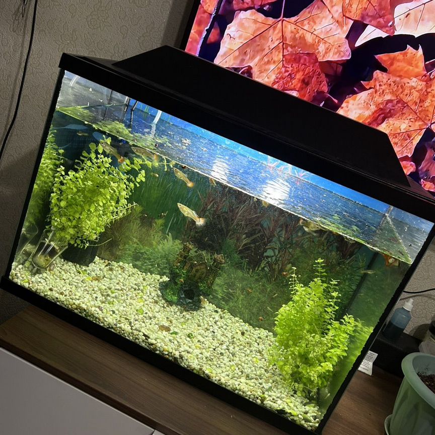 Аквариум 60-70 л