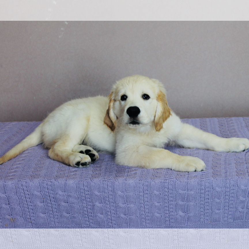 Золотистый ретривер, щенок