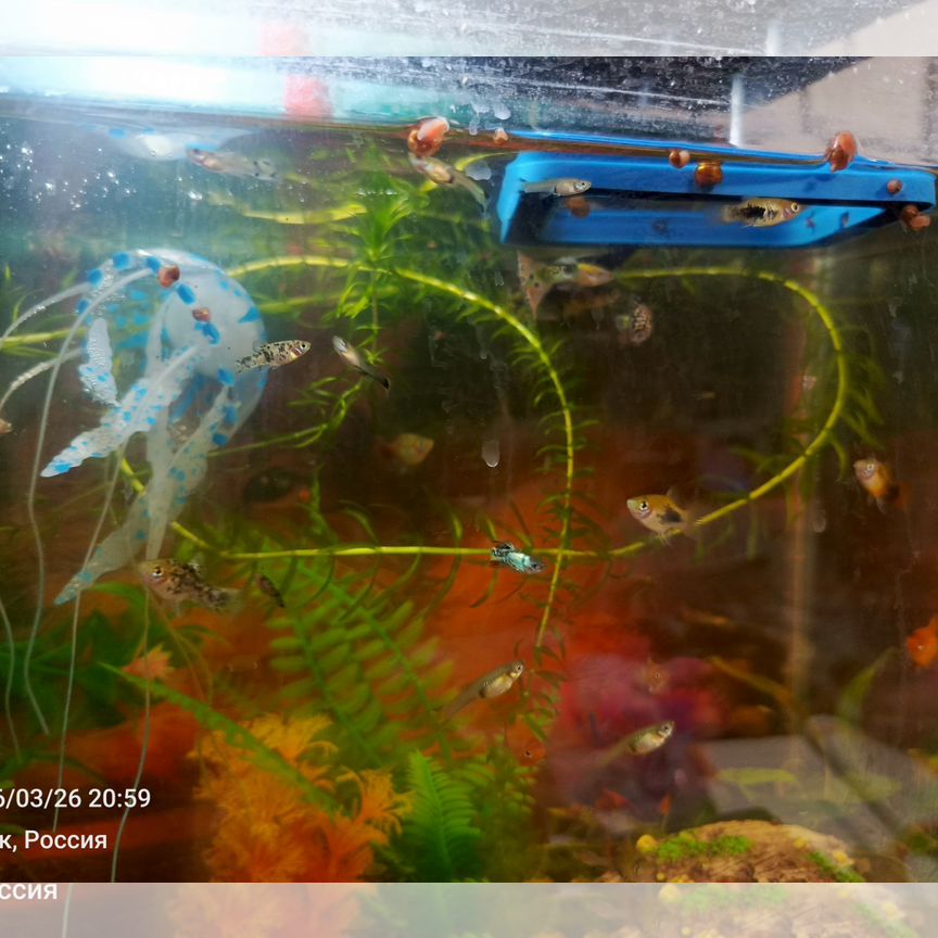 Аквариумные рыбки гуппи