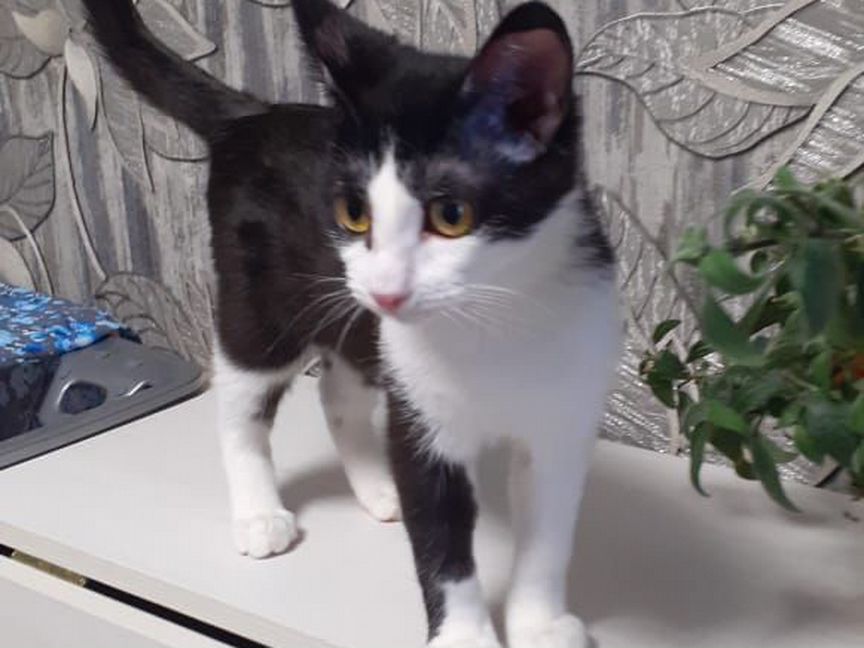 Котёнок Стасик