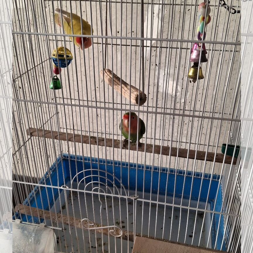 Попугай неразлучники с клеткой