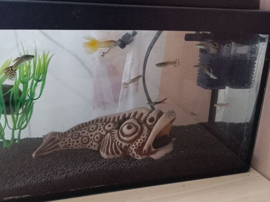 Аквариумные рыбки гуппи