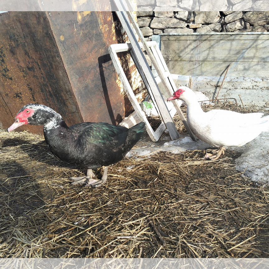 Мускусные утки