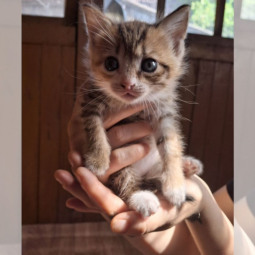 Котята отдам в добрые руки бесплатно