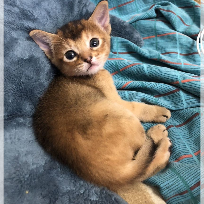 Абиссинские котята