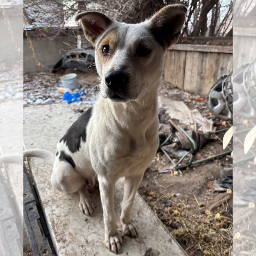 Взрослая собака в добрые руки