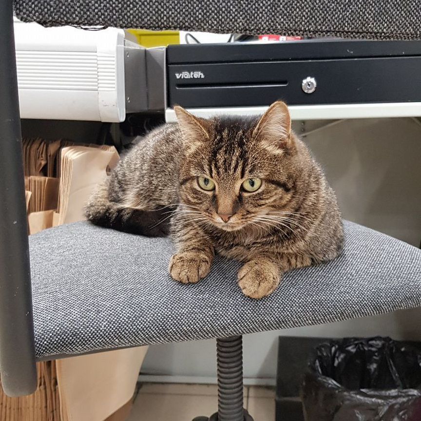 Кошка из приграничья