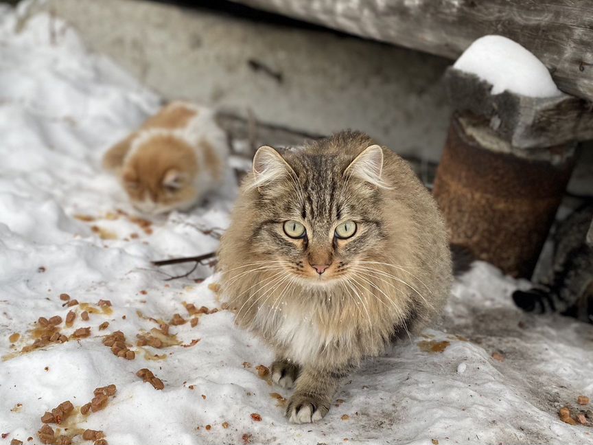 Кошки коты погибают в садах