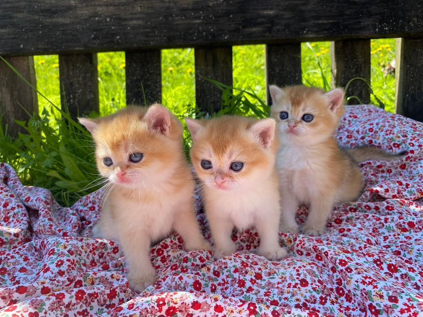 Котики