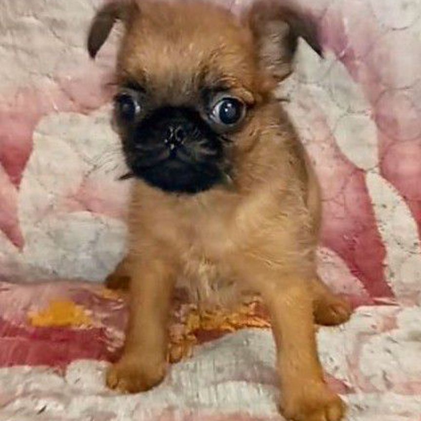 Брюссельский гриффон