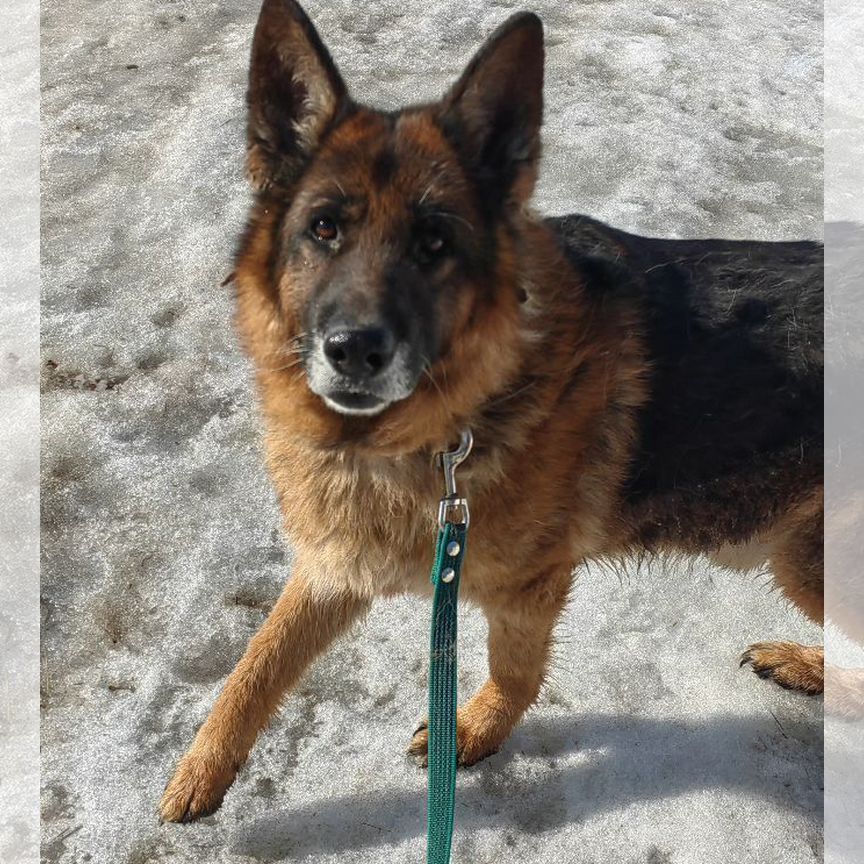 Немецкая овчарка, взрослый пёс