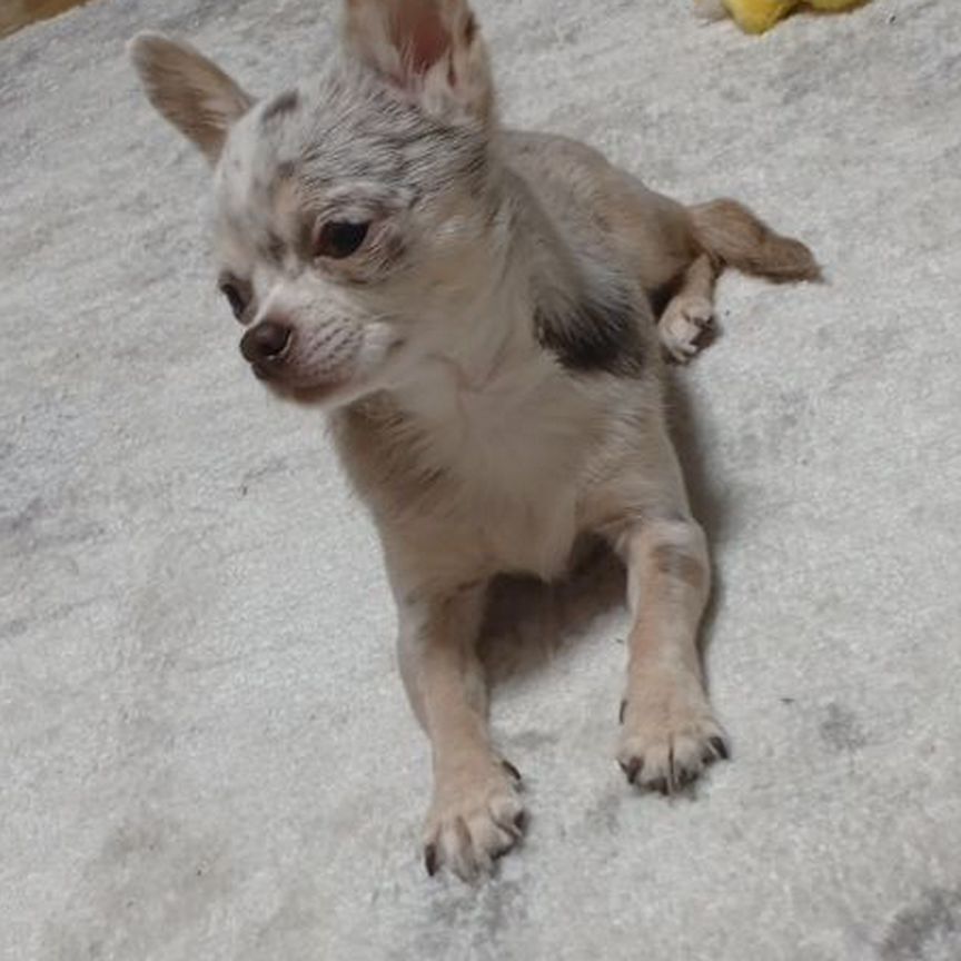 Собака чихуахуа мини