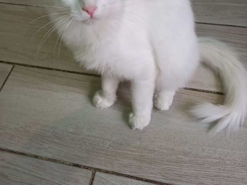 Котятёнок турецкой ангоры