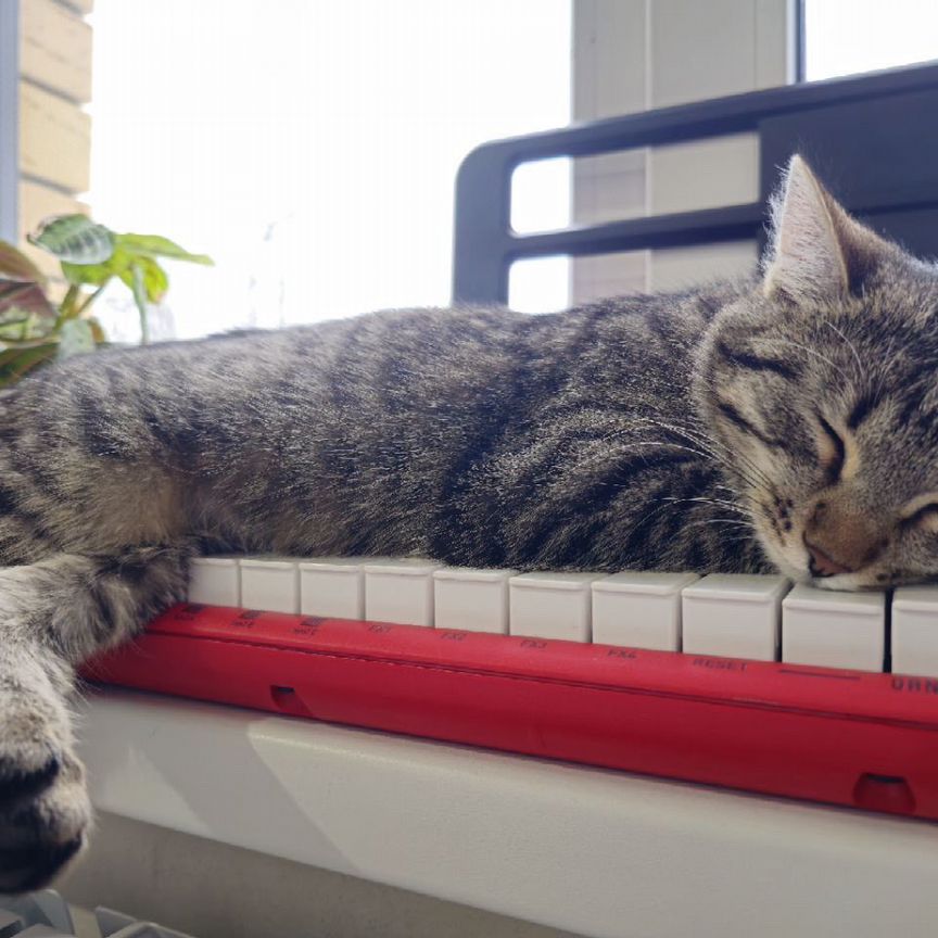 Европейский кот