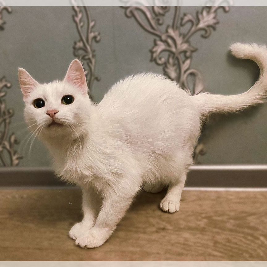 Кошечка