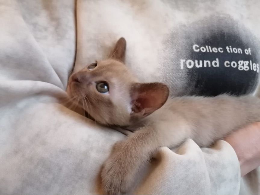 Бурманские котята