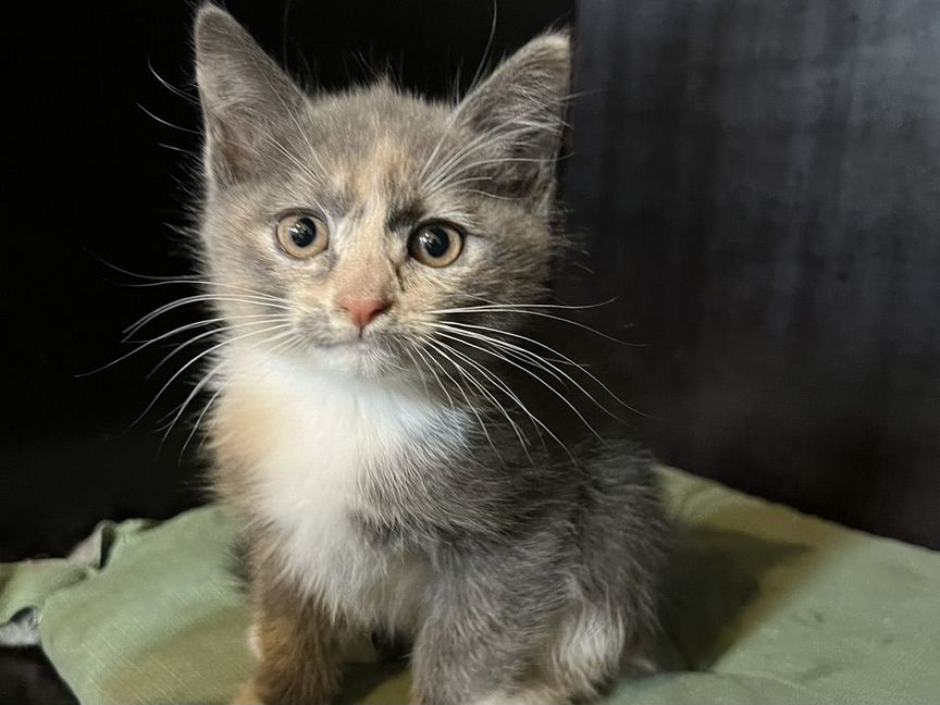 Котенок(2мес) бесплатно в добрые руки