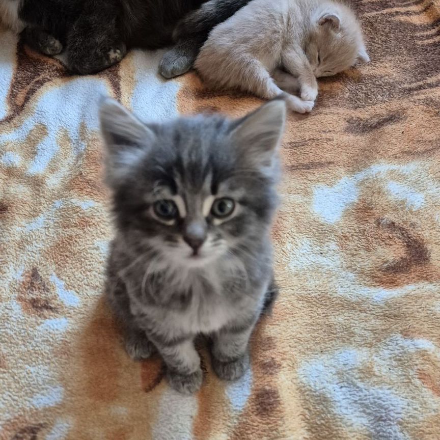 Кошечка в хорошие руки