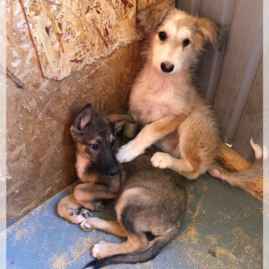 Море любви и обожания. Щенки