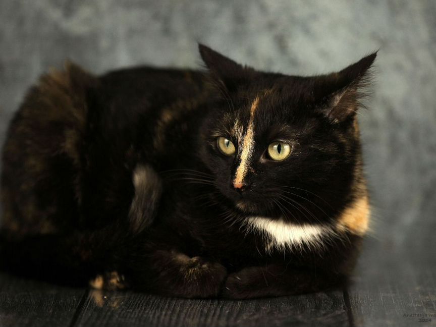 Кошка в хорошие руки