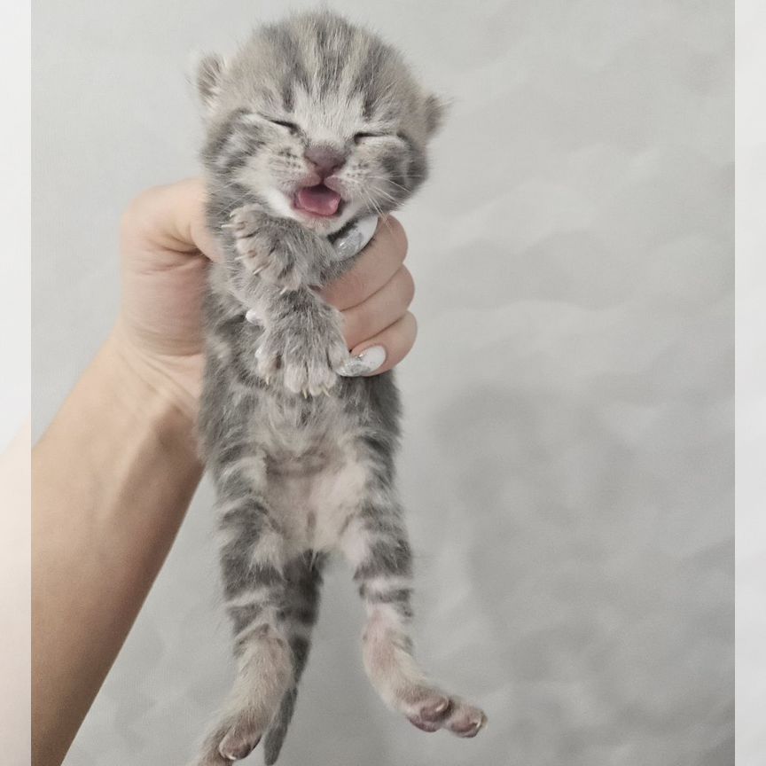 Продам котят
