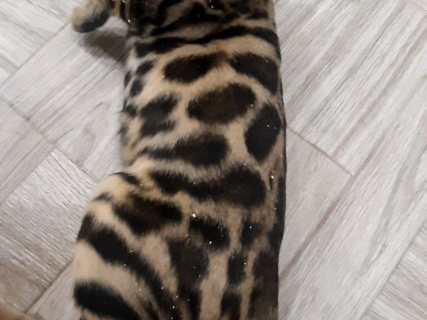 Бенгальские котята