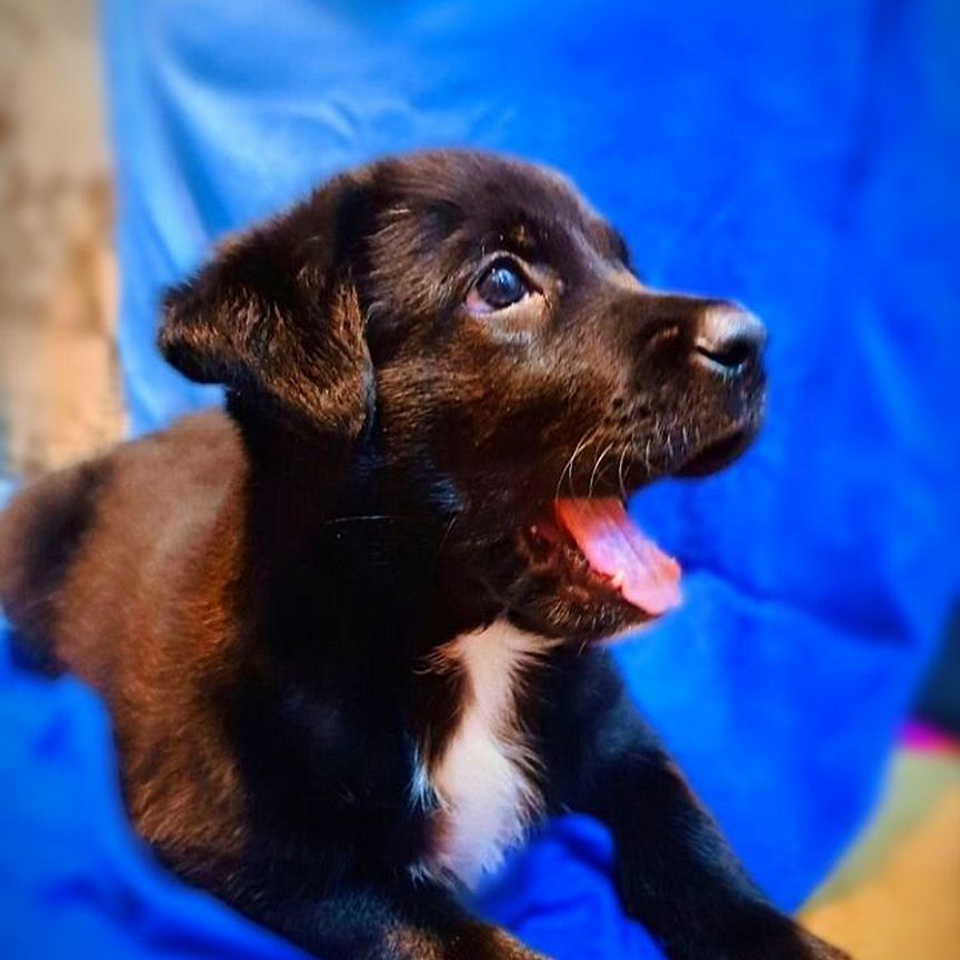 Маленькое счастье в дар,бесплатно